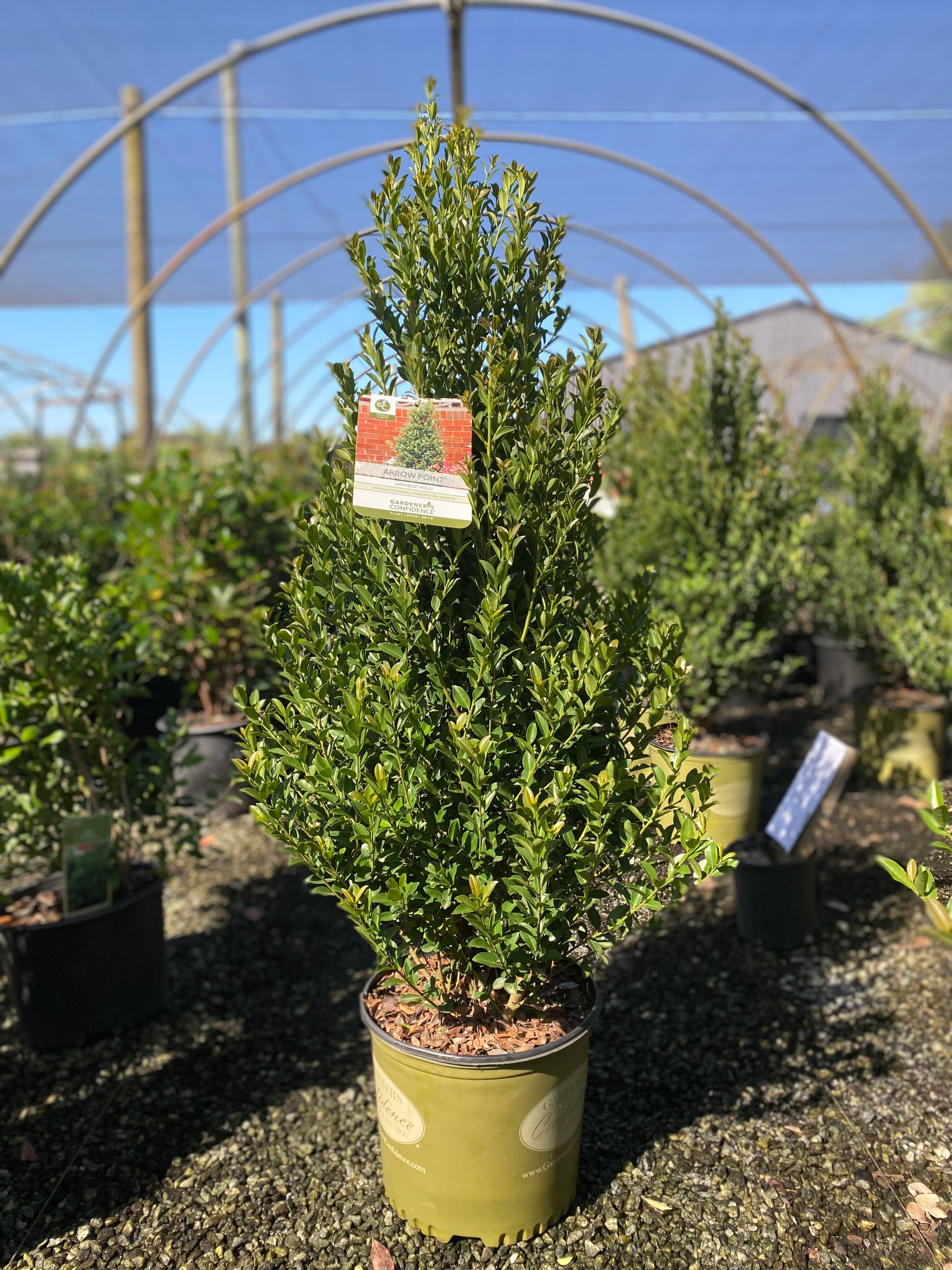 Arrow Point Holly – Lichtenfelt's