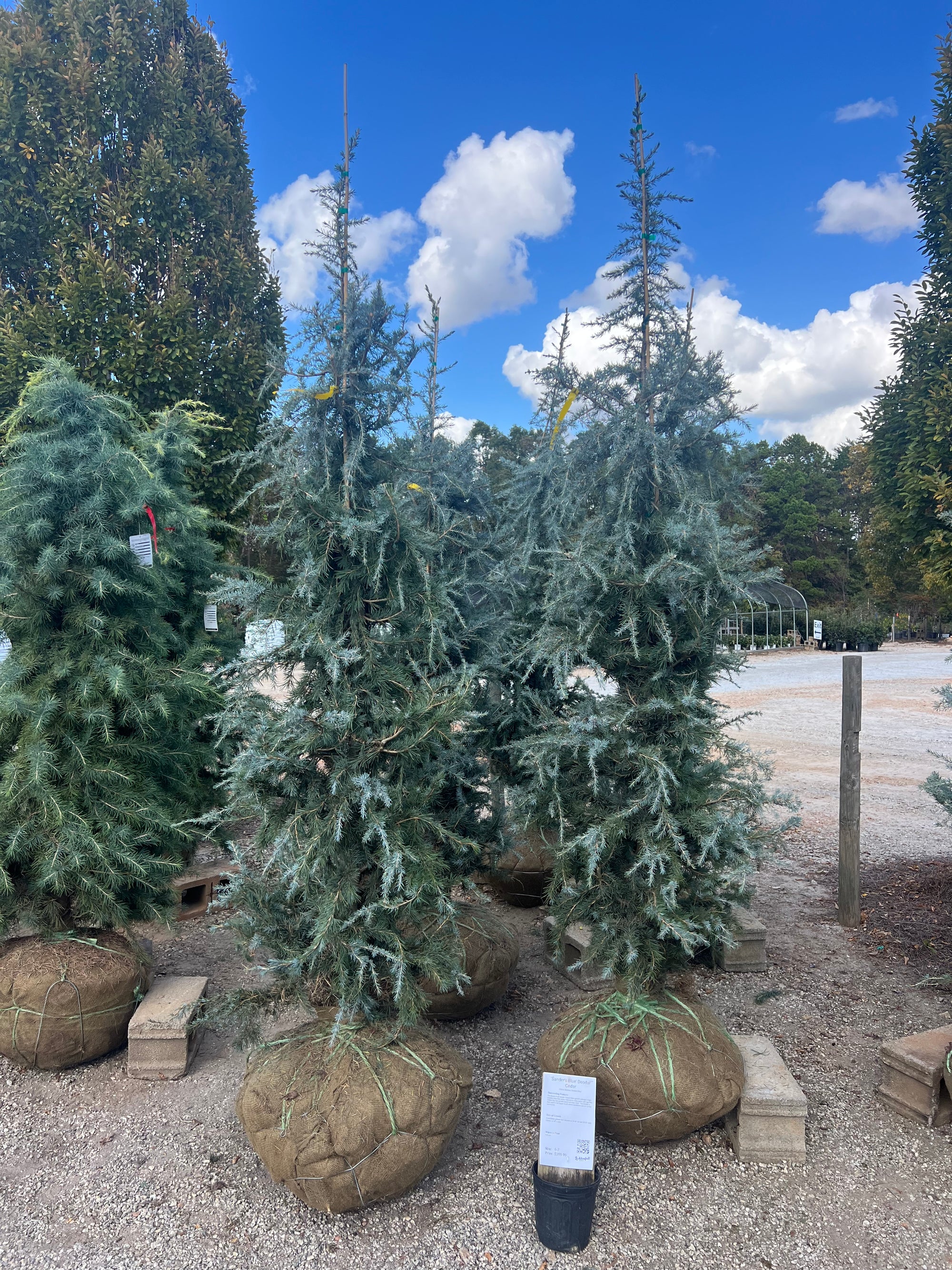 Karl Fuchs Deodar Cedar – Lichtenfelt's