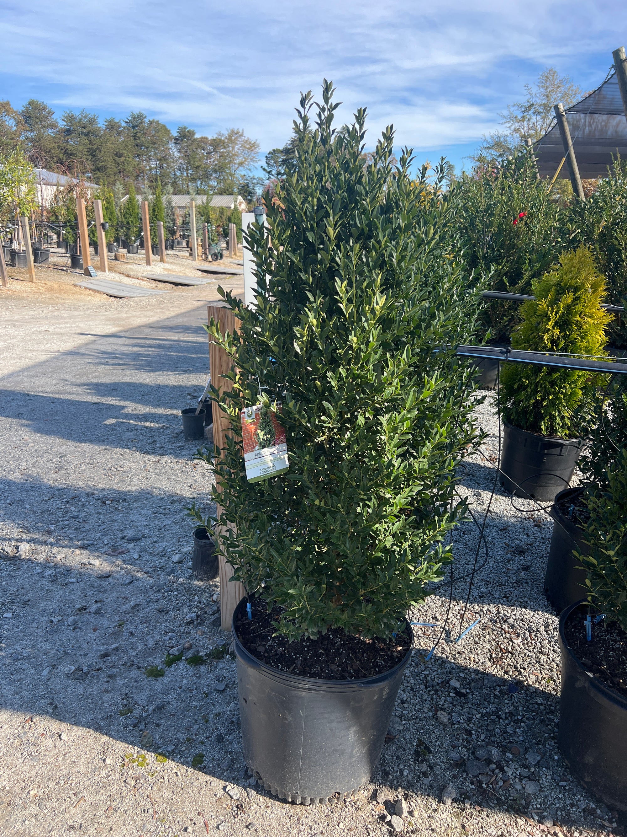Arrow Point Holly – Lichtenfelt's