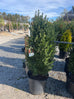 Arrow Point Holly – Lichtenfelt's