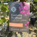 Garden Gems Amethyst Redbud – Lichtenfelt's