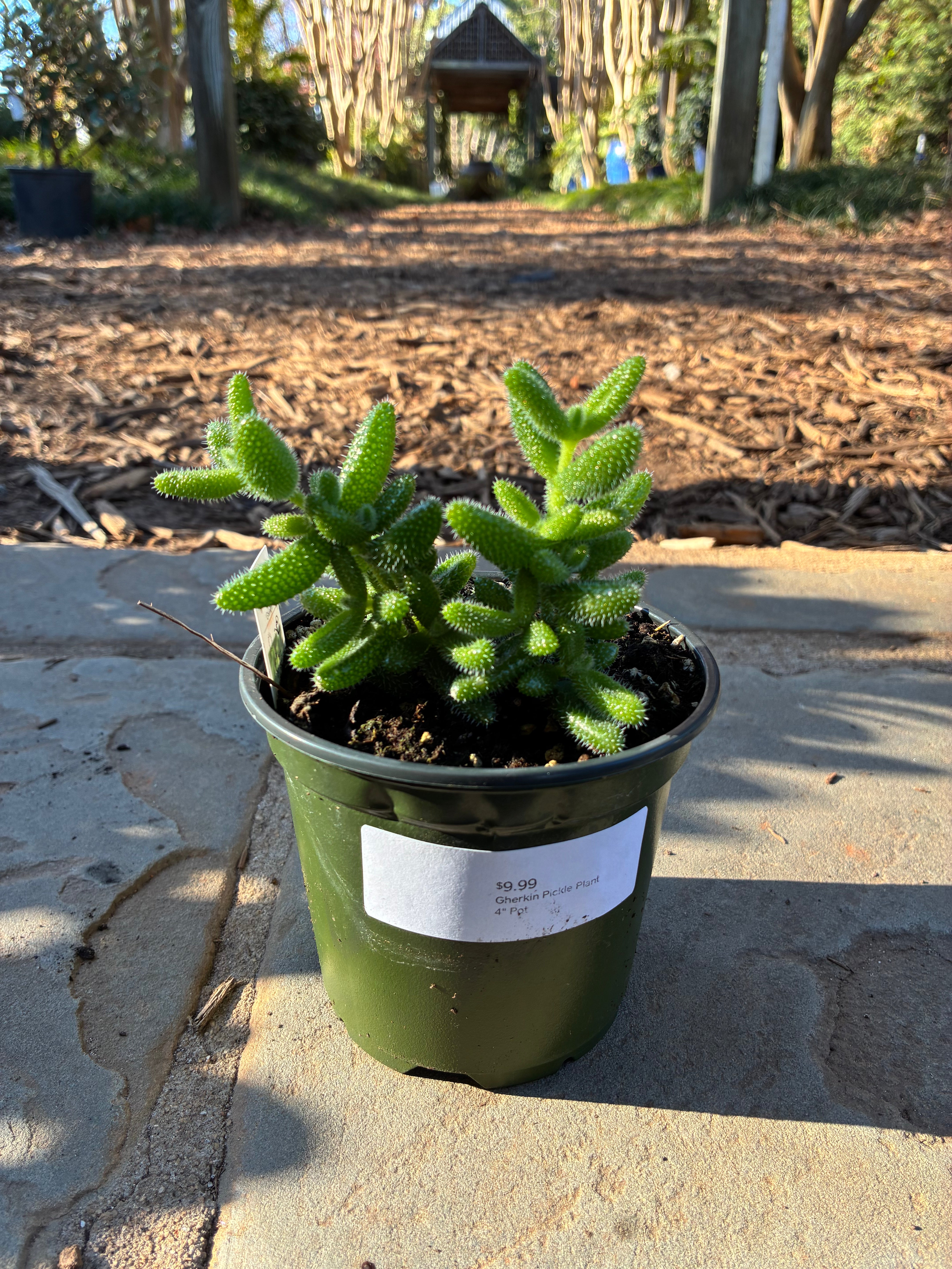 Gherkin Pickle Plant – Lichtenfelt's