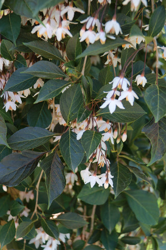 Nightfall Snowbell – Lichtenfelt's