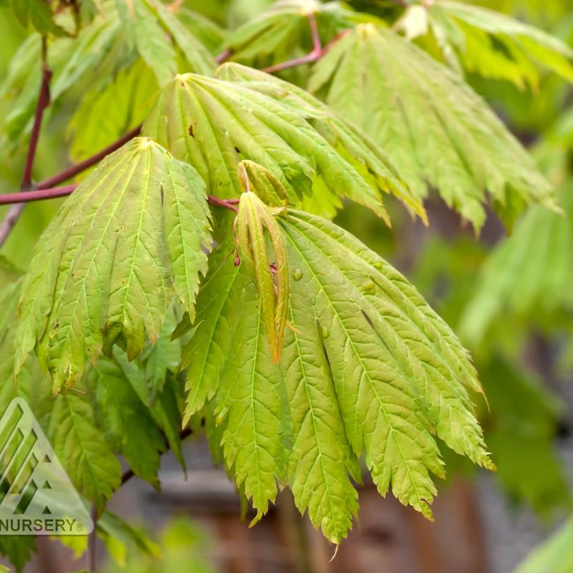 Rising Sun Japanese Maple 15 Gal – Lichtenfelt's