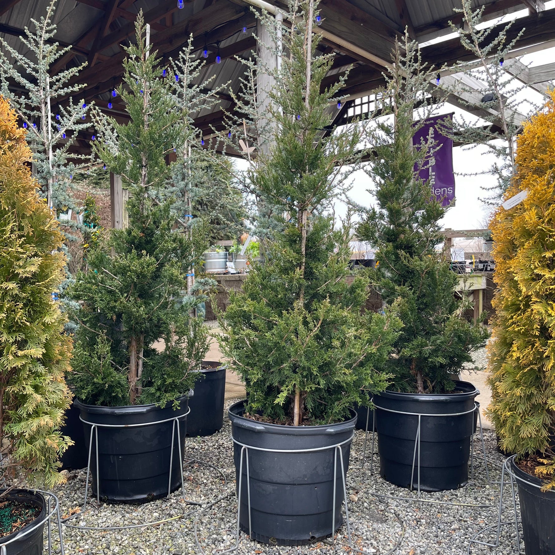 Emerald Sentinel Juniper – Lichtenfelt's