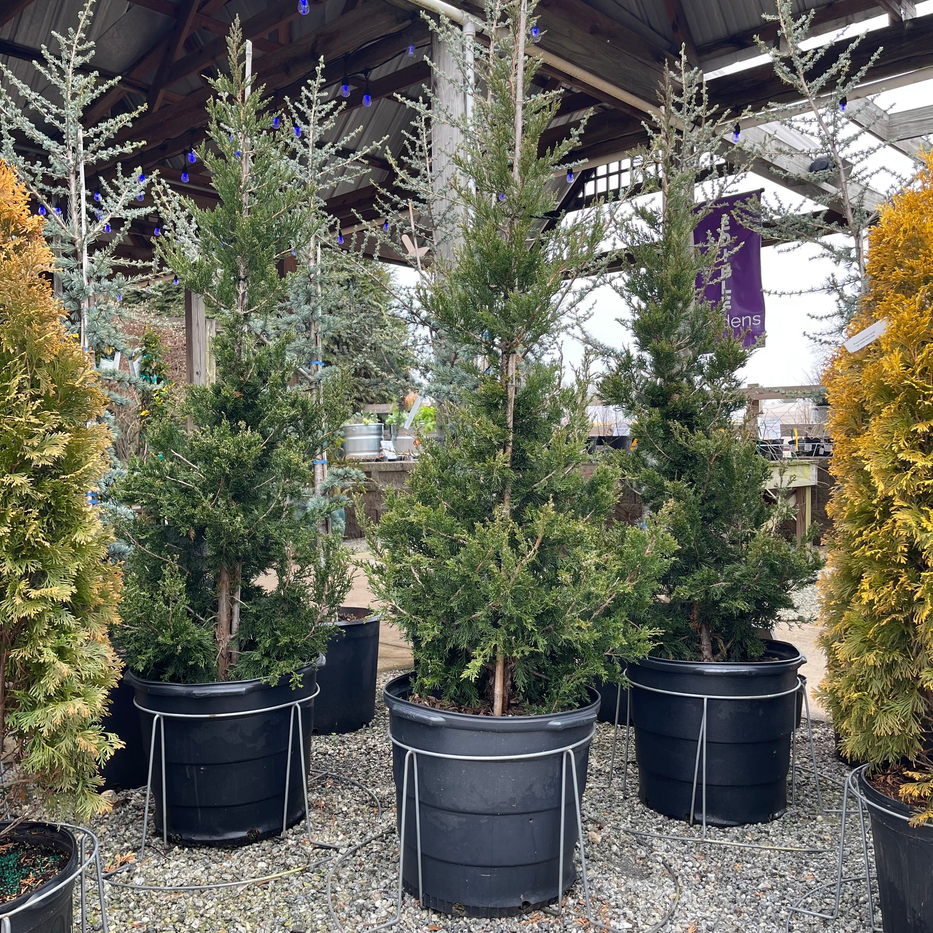 Emerald Sentinel Juniper – Lichtenfelt's