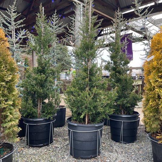 Emerald Sentinel Juniper – Lichtenfelt's