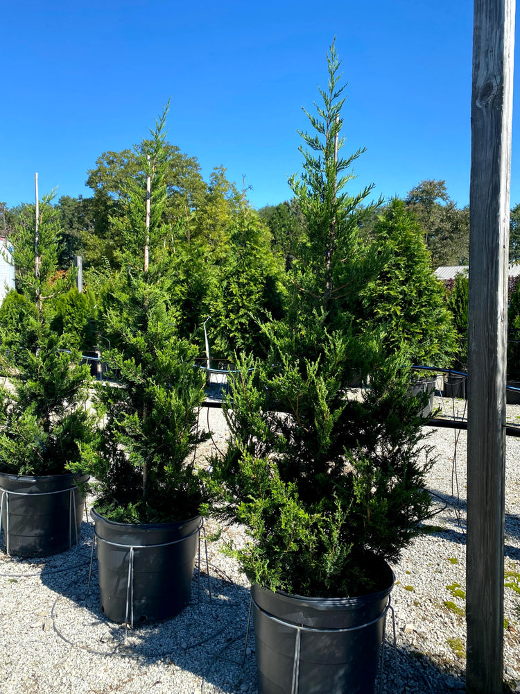 Emerald Sentinel Juniper – Lichtenfelt's