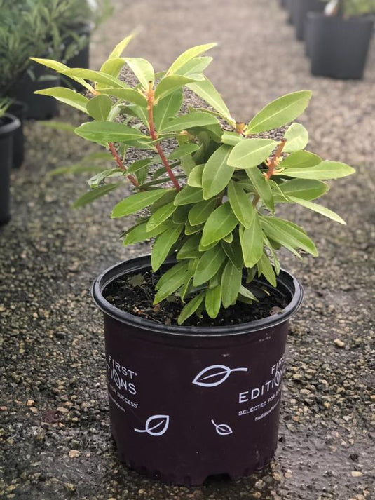 Top 5 Foundation Shrubs for Shade – Lichtenfelt's