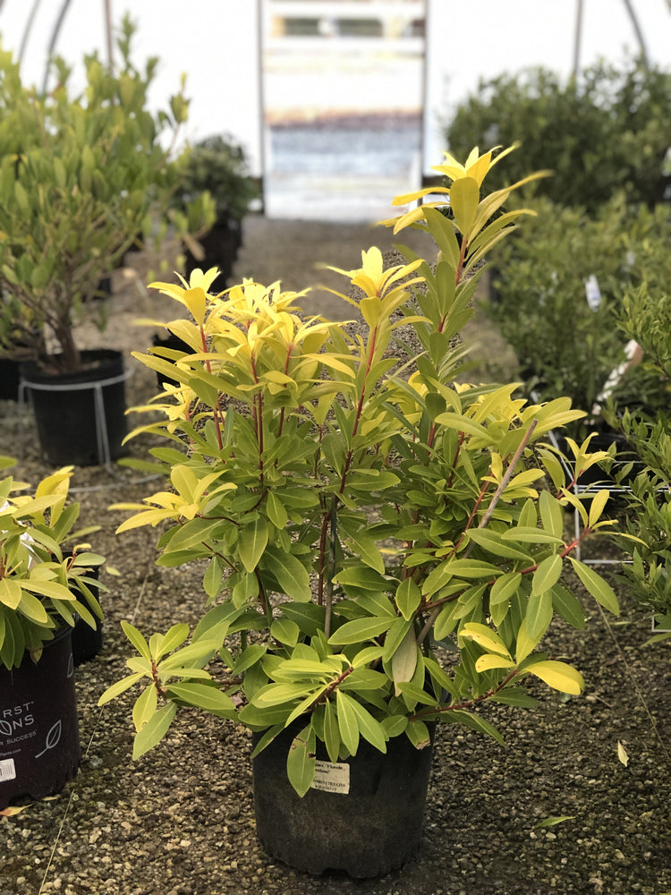 Top 5 Foundation Shrubs for Shade – Lichtenfelt's