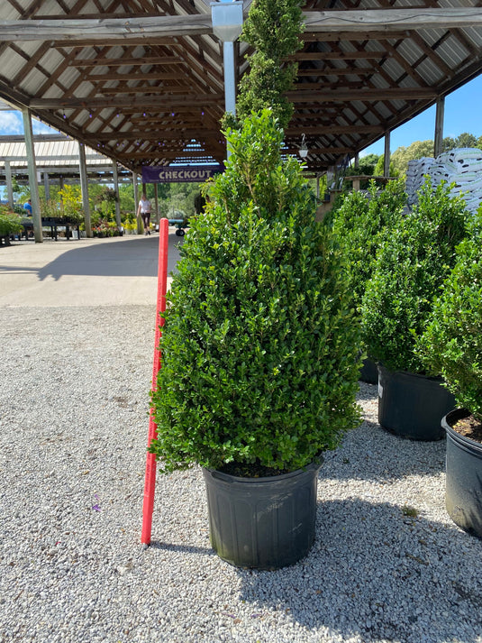Boxwood – Lichtenfelt's